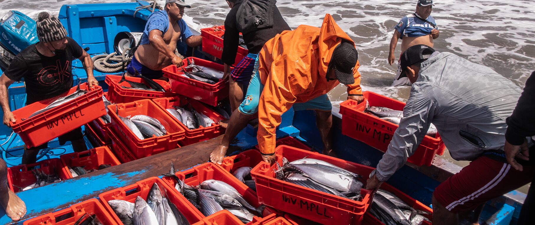 Informe La Pesquería Peruana En El Primer Semestre Del 2023 Oceana Peru