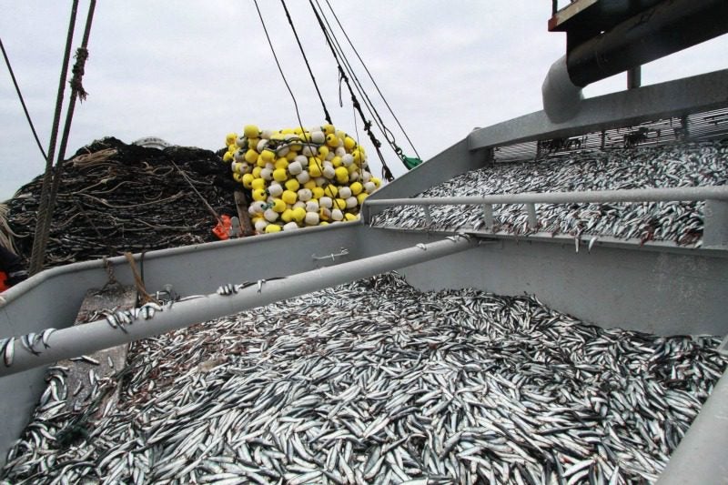 ¿cómo Está La Anchoveta En El Mar Peruano Resumimos Los Hallazgos De